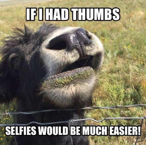 Get to know the yaks, and yarn, of Bijou Basin Ranch - Indie Untangled